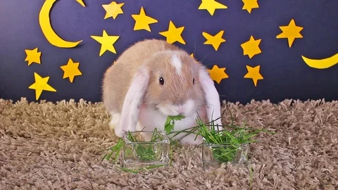 Starry Night Gif Stock Videos – Royalty-Free HD & 4K Videos