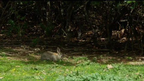 Scared Rabbit Stock Footage ~ Royalty Free Stock Videos | Pond5