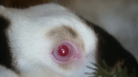 Rabbit, red eyes of rabbit side view | Stock Video | Pond5