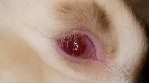 Rabbit, red eyes of rabbit side view | Stock Video | Pond5