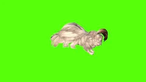 Rabbit Running Green Screen Animation 4K... | Stock Video | Pond5