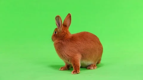 rabbit (six months) on green screen | Stock Video | Pond5