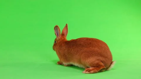 rabbit of six months is moves around on ... | Stock Video | Pond5