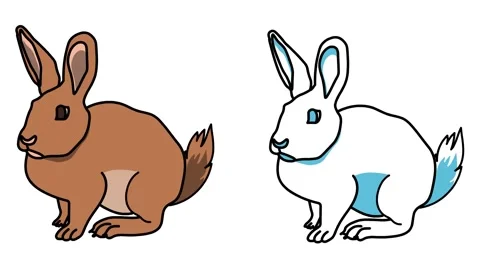 Rabbit Sketch and 2d animation | Stock Video | Pond5