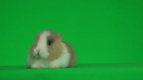 rabbit speaking on a green screen | Stock Video | Pond5