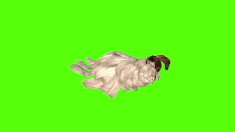 Rabbit Walking Green Screen Animation 4K... | Stock Video | Pond5