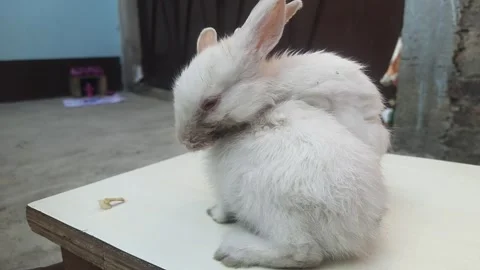 rabbits are small, furry mammals with lo... | Stock Video | Pond5