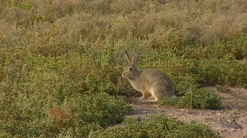 Bounding Stock Video Footage | Royalty Free Bounding Videos | Pond5