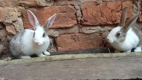 Rabbits enjoying their time in Africa | Stock Video | Pond5