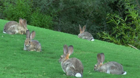 Rabbits Nibble Grass Hop Scamper | Stock Video | Pond5