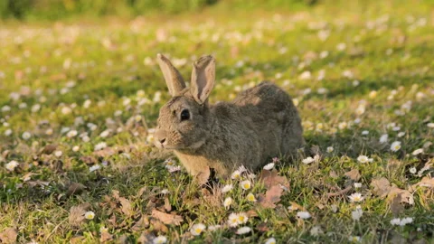 Videos Of Bunnies Stock Videos – Royalty-Free HD & 4K Videos | Pond5