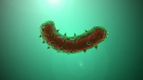 The rabies virus as seen with a microsco... | Stock Video | Pond5