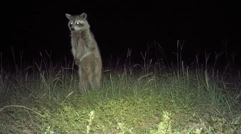 Raccoon Stock Footage ~ Royalty Free Stock Videos | Pond5