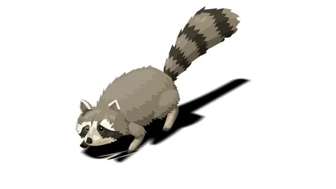 raccoon animal , 2d animated, background | Stock Video | Pond5