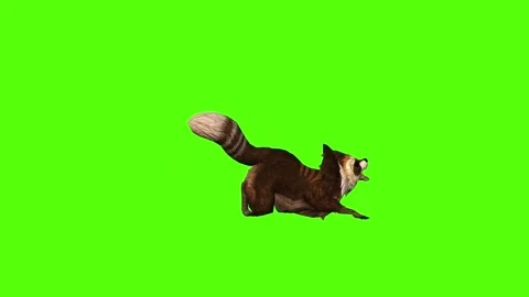 Raccoon Attack Green Screen Animation 4k... | Stock Video | Pond5