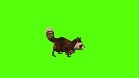 Raccoon Attack Green Screen Animation 4k... | Stock Video | Pond5