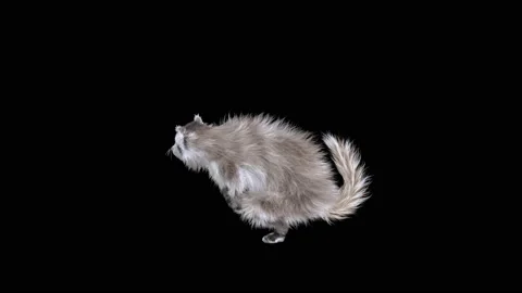 raccoon Dancing, with Alpha matte. | Stock Video | Pond5