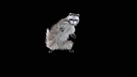raccoon Dancing, with Alpha matte. | Stock Video | Pond5