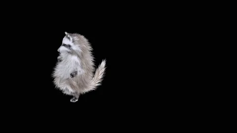 raccoon Dancing, with Alpha matte. | Stock Video | Pond5
