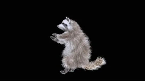 raccoon Dancing, with Alpha matte. | Stock Video | Pond5