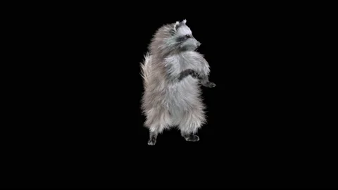 raccoon Dancing, with Alpha matte. | Stock Video | Pond5