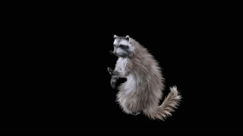 raccoon Dancing, with Alpha matte. | Stock Video | Pond5
