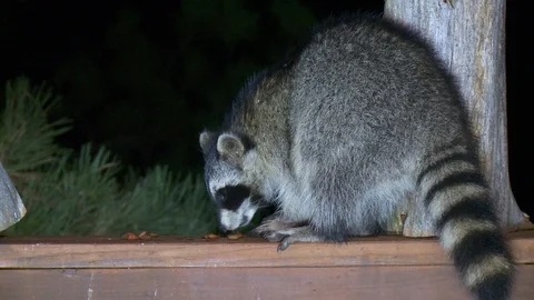 Raccoon At Night Stock Videos – Royalty-Free HD & 4K Videos