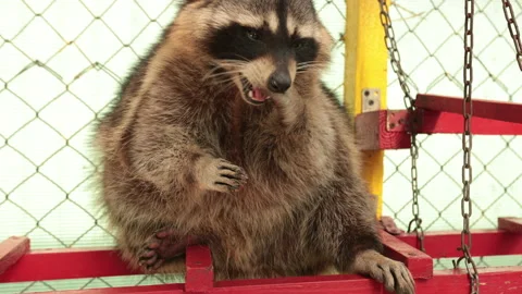 Baby U Fruit Stock Videos – Royalty-Free HD & 4K Videos