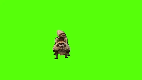 Raccoon Idle Green Screen Animation 4k R... | Stock Video | Pond5