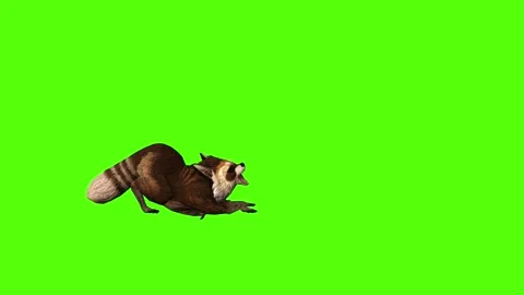 Raccoon Looking Around Green Screen Anim... | Stock Video | Pond5