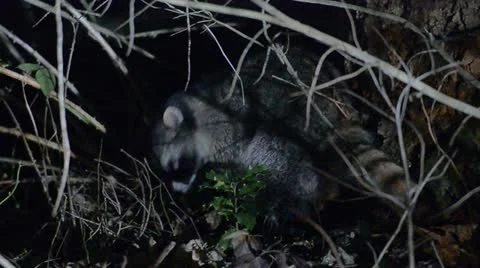 Raccoon At Night Stock Videos – Royalty-Free HD & 4K Videos