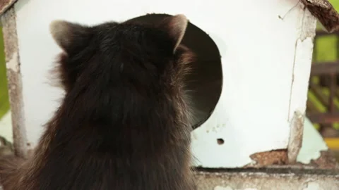 Round Head Shape Stock Videos – Royalty-Free HD & 4K Videos