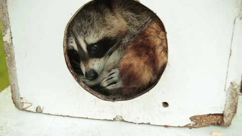 Round Head Shape Stock Videos – Royalty-Free HD & 4K Videos