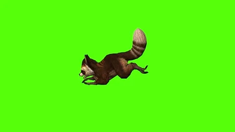 Raccoon Running Green Screen Animation 4... | Stock Video | Pond5