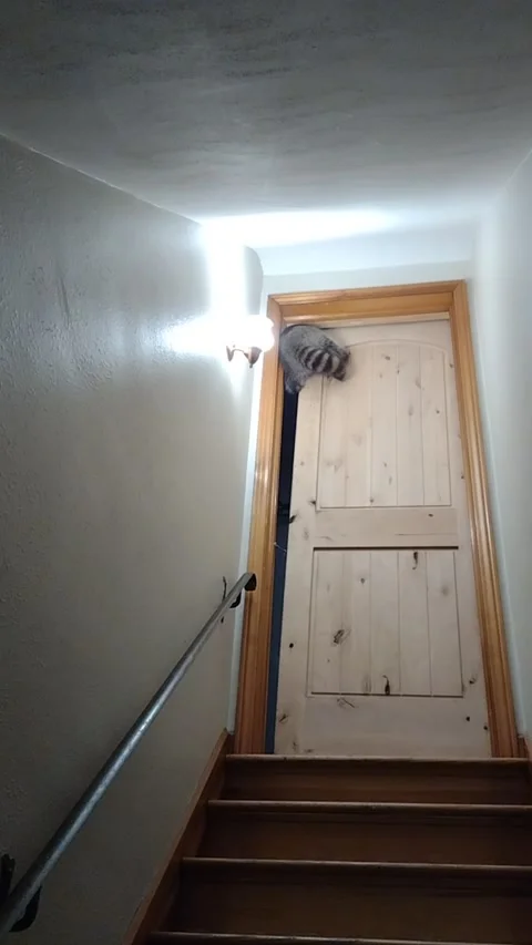 Raccoon Squeezes Through Barely Open Doo... | Stock Video | Pond5