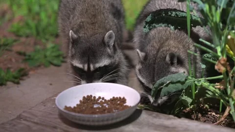 Raccoons Eating | Stock Video | Pond5