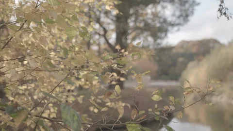 Rack Focus Between An Autumn Coloured Bu... | Stock Video | Pond5