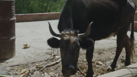 Rack focus on bull cow in remote village... | Stock Video | Pond5