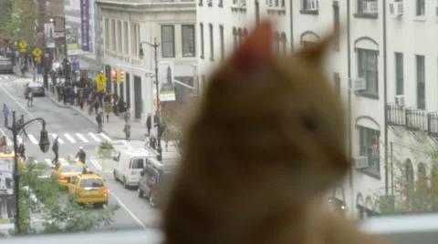 Rack focus on cat from New York City str... | Stock Video | Pond5