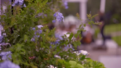 Flower Conductor Stock Videos – Royalty-Free HD & 4K Videos | Pond5