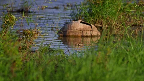 Rack focus of leopard tortoise shell par... | Stock Video | Pond5