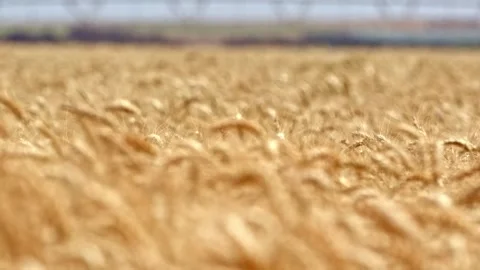 Rack Focus Shot of Yellow Wheat Field Re... | Stock Video | Pond5