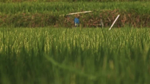 Rack Focusing Stock Footage ~ Royalty Free Stock Videos | Pond5