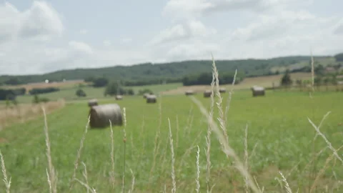 Racking focus from tall grass to a field... | Stock Video | Pond5