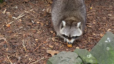 Racoon Eating Nut Fruit On Then Ground W... | Stock Video | Pond5
