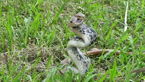 Rat Fight Stock Footage ~ Royalty Free Stock Videos | Pond5