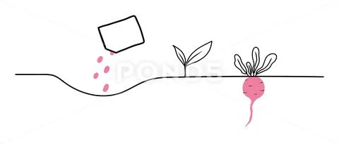 Radish growth stages. Life cycle of radish plant. Illustration #171363528