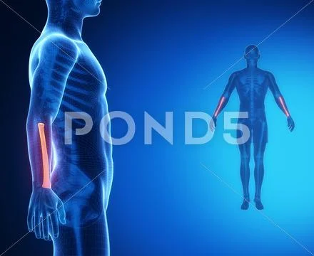 RADIUS bone anatomy x-ray scan Stock Illustration #50005912