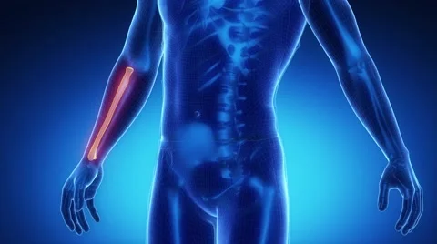 RADIUS bone skeleton x-ray scan in blue | Stock Video | Pond5