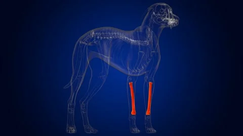 Dog Skeleton Anatomy Stock Video Footage | Royalty Free Dog Skeleton ...
